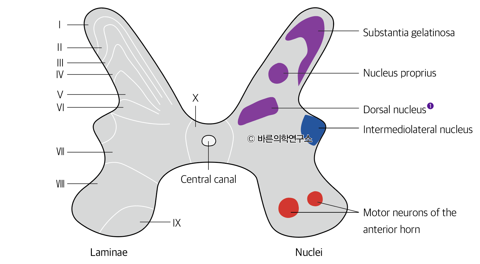 통증을 이해하기 위한 기초 해부 및 생리 - Metamedic
