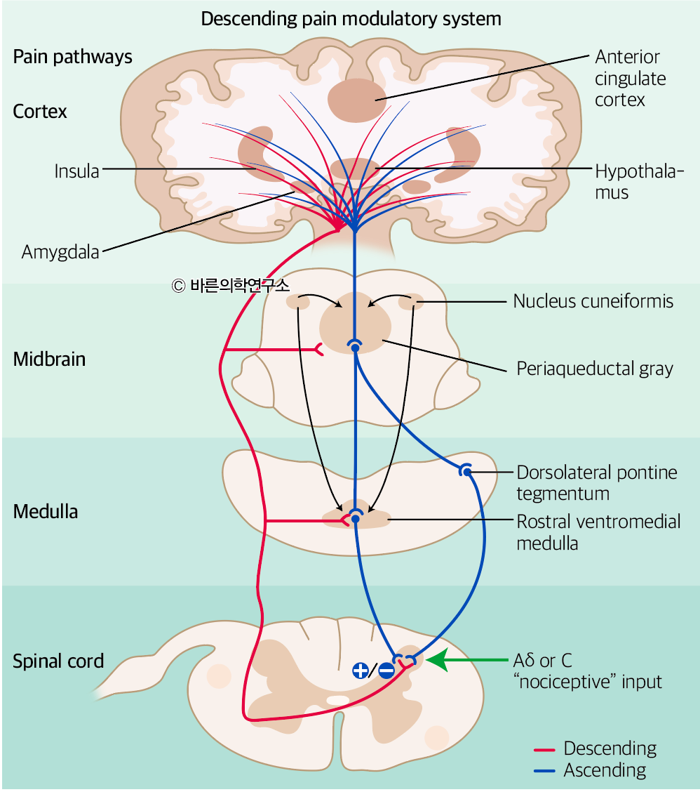 통증의 신호전달: 통증 유입, 통증 전달, 통증 조절 - Metamedic