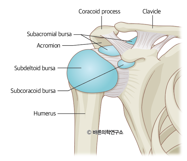 회전근개질환(Disorders of the Rotator Cuff): 개요 및 진단 - Metamedic