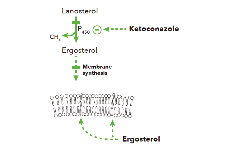 항진균제(Antifungal agents) - Metamedic