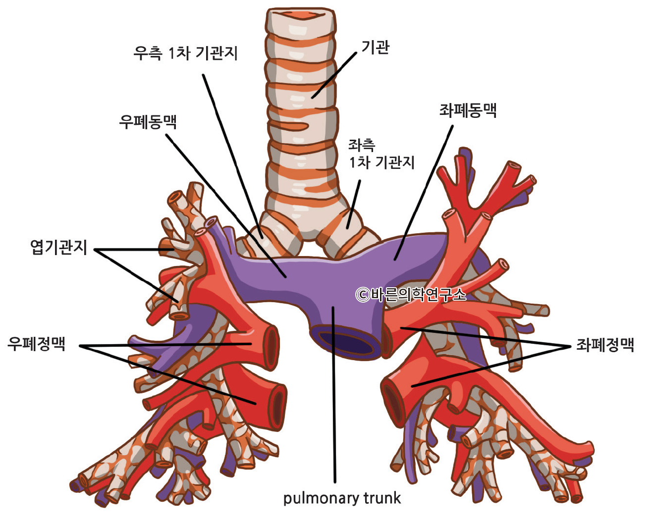 가슴 X선 - Metamedic