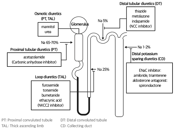 이뇨제: 이뇨제를 이해하기 위한 기초 - Metamedic