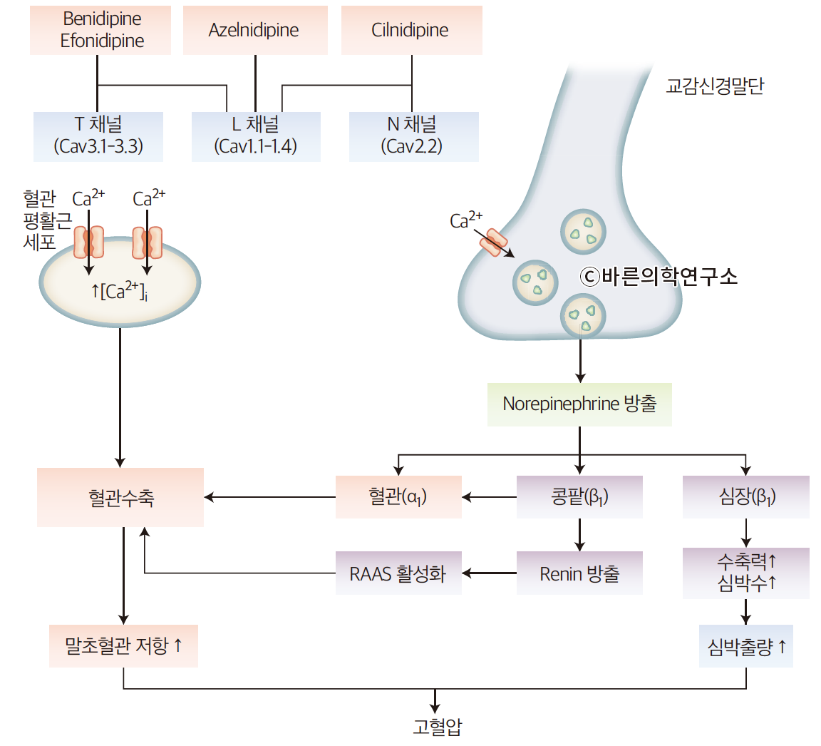 칼슘차단제(Calcium channel blockers, calcium antagonists) - Metamedic