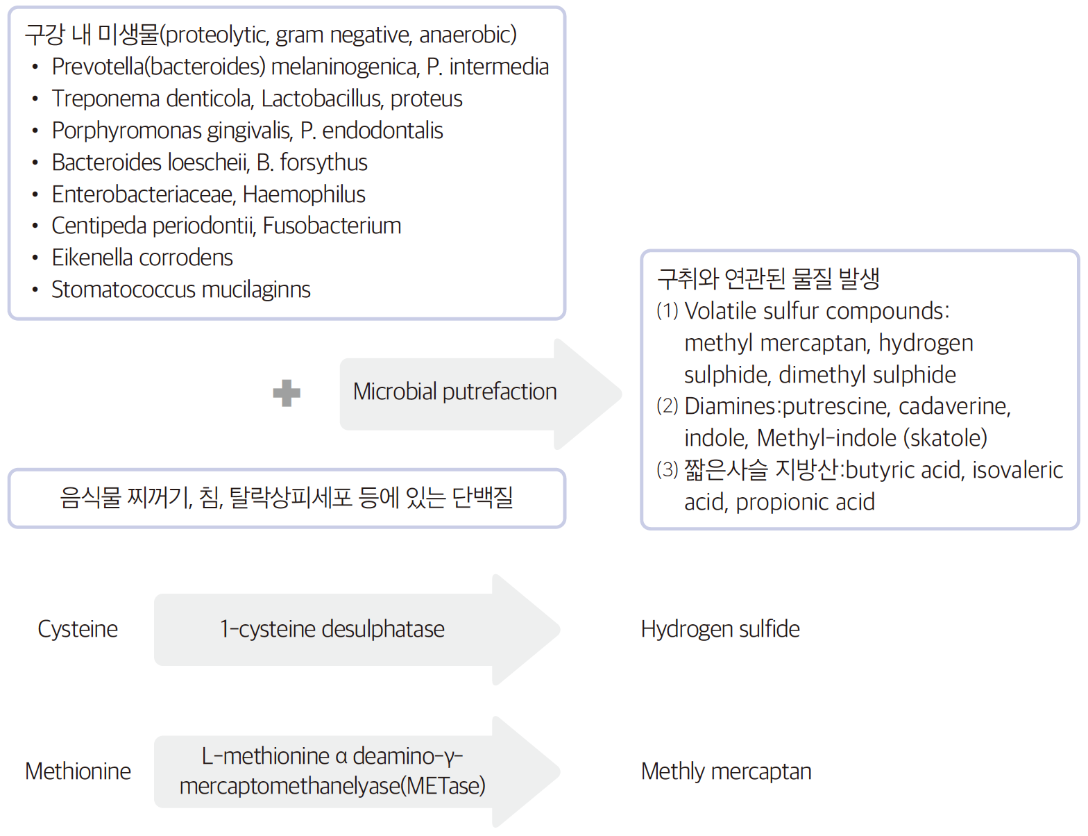 구취(Halitosis) - Metamedic