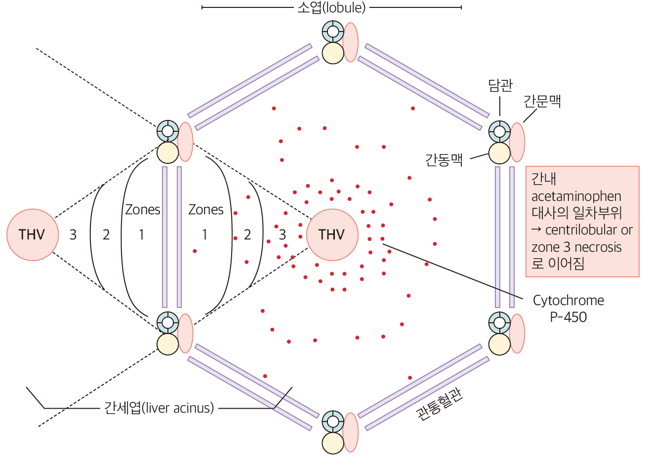 Acetaminophen - Metamedic