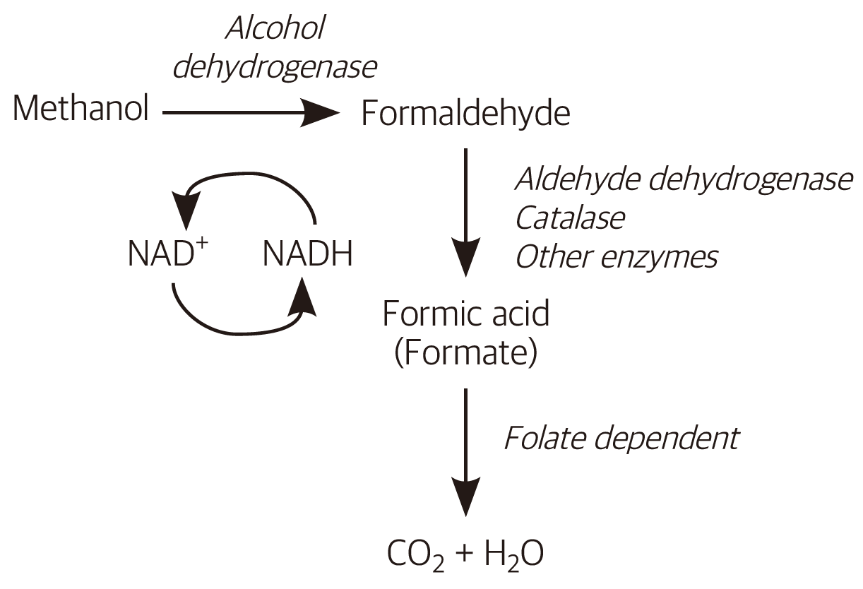 알코올(Alcohol): ethanol, isopropanol, methanol, ethylene glycol - Metamedic