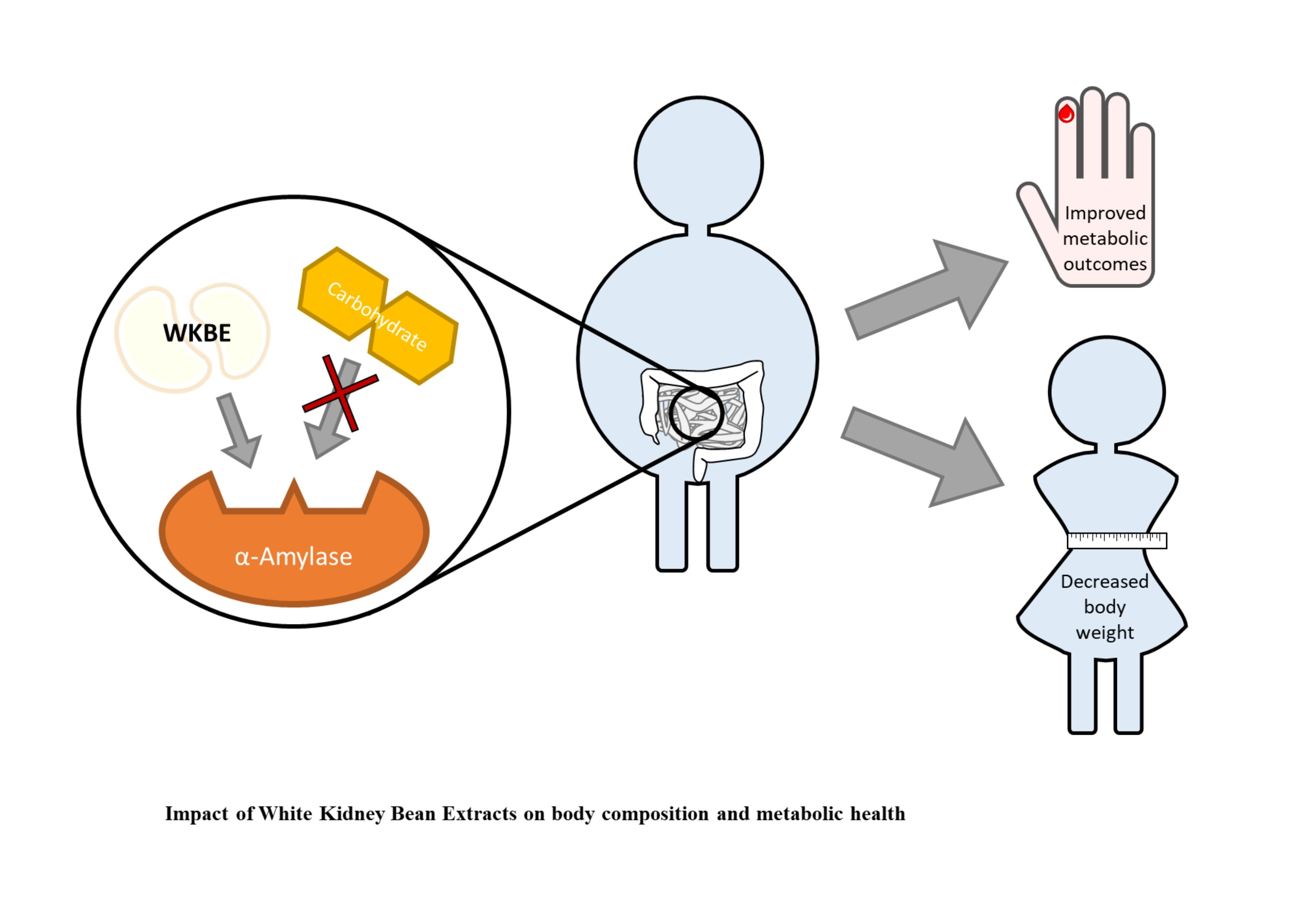 비만(Obesity) 약물: 기타 약물 - Metamedic