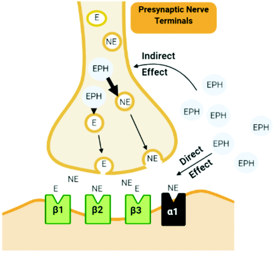 비만(Obesity) 약물: 기타 약물 - Metamedic