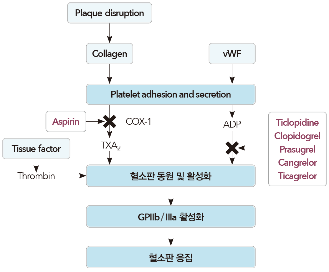 항혈소판제(Antiplatelet agents): P2Y12 수용체 억제제(ADP 수용체경로 억제제) - Metamedic