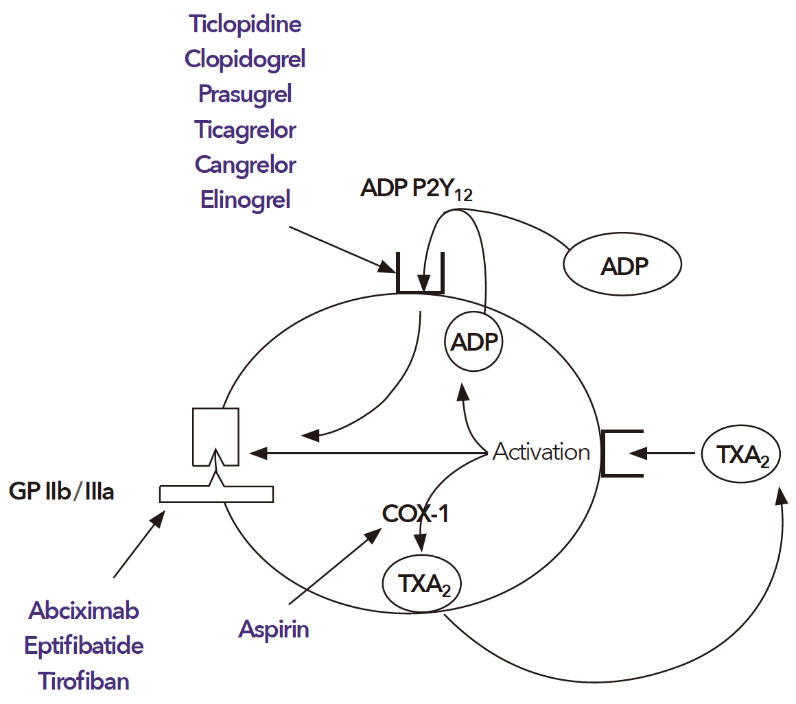 항혈소판제(Antiplatelet agents): P2Y12 수용체 억제제(ADP 수용체경로 억제제) - Metamedic