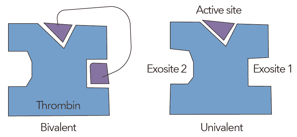 항응고제(Anticoagulants): 주요 항응고제: 직접 thrombin 억제제(direct thrombin ...