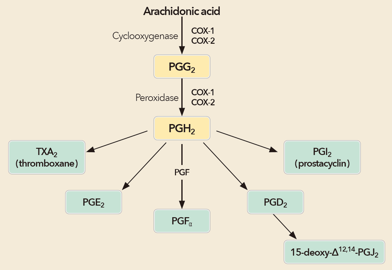 Prostagladin - Metamedic