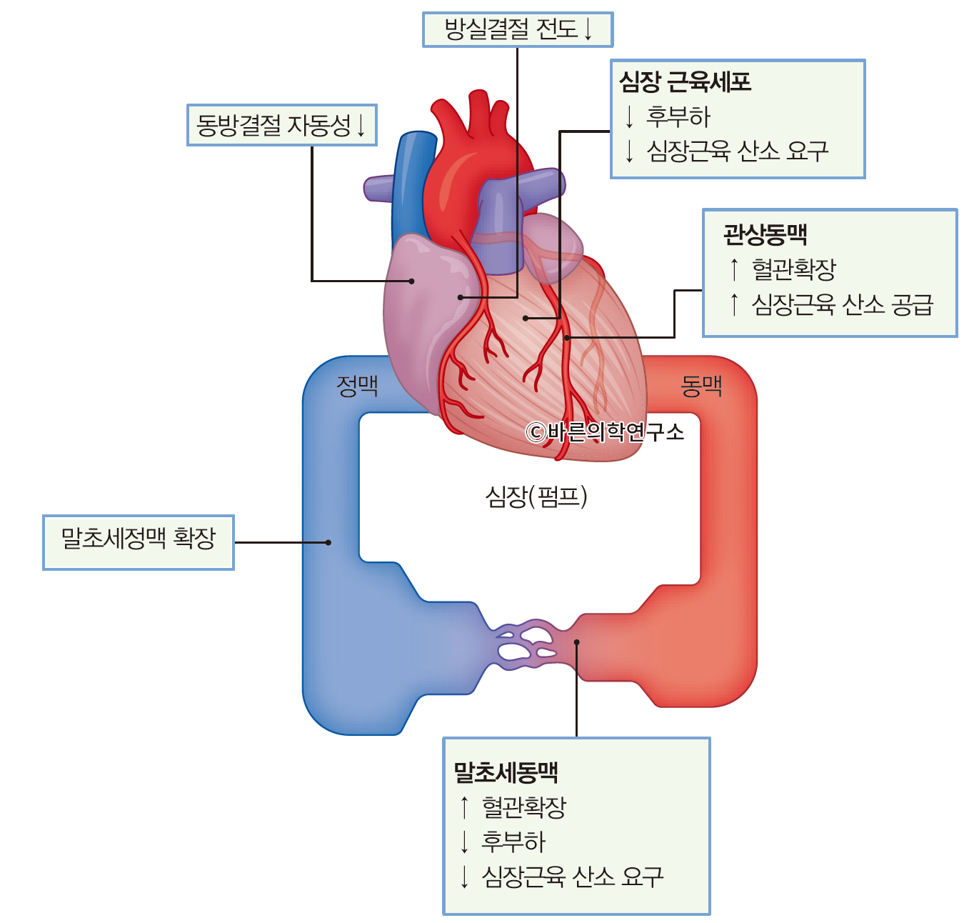 칼슘차단제: 개요 - Metamedic