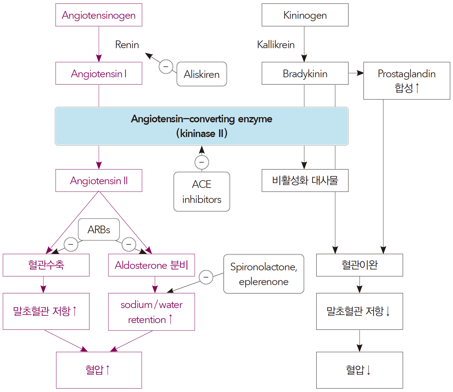 ACEi&ARB: RAS inhibitor에 대한 이해 - Metamedic