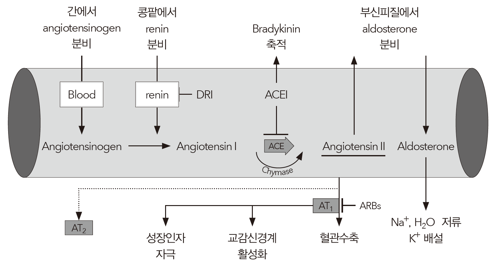 ACEi&ARB: RAS inhibitor에 대한 이해 - Metamedic