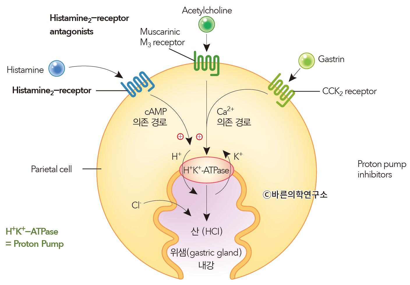 양성자 펌프 억제제(Proton pump inhibitor, PPI): Overview - Metamedic