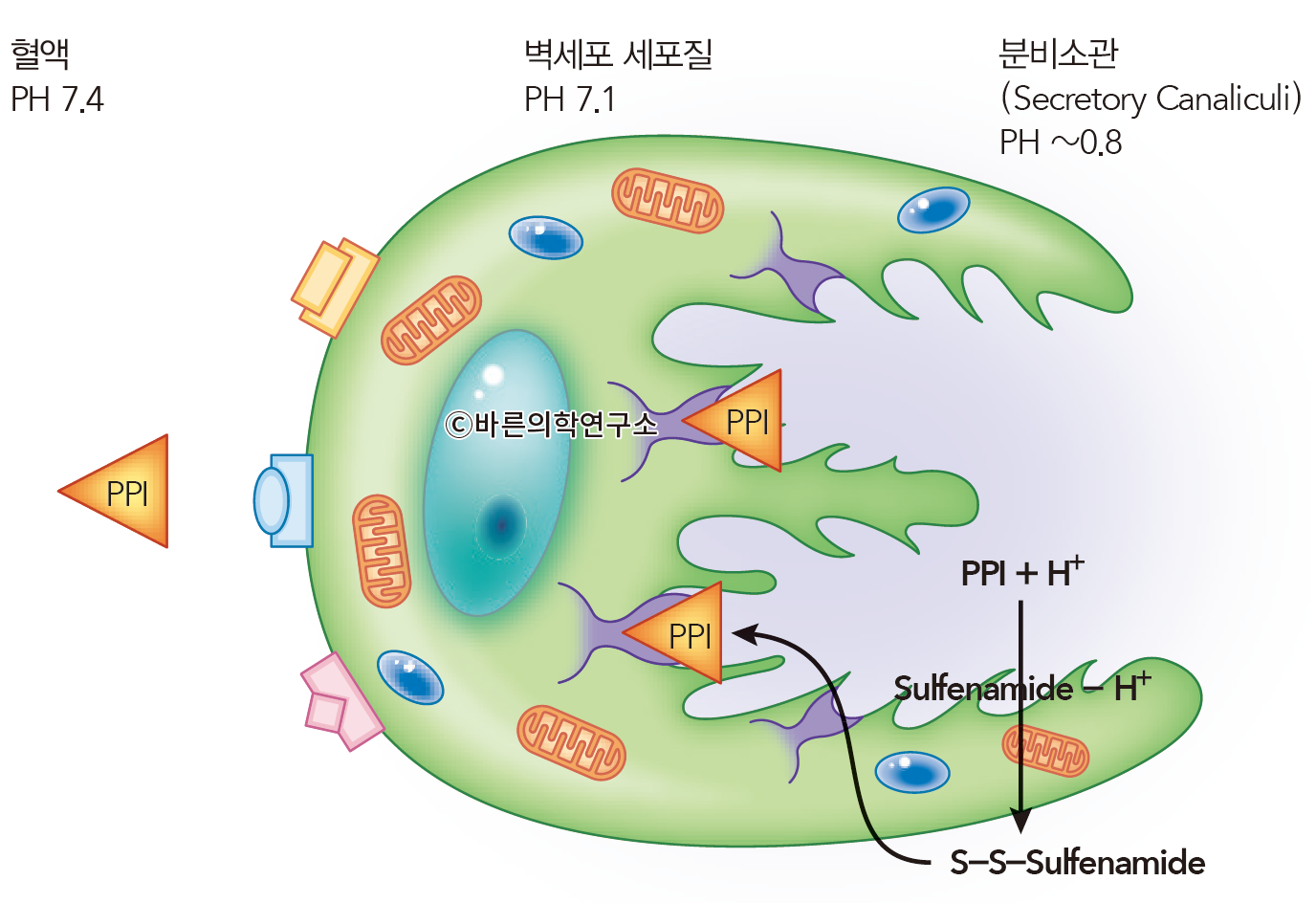 양성자 펌프 억제제(Proton pump inhibitor, PPI): Overview - Metamedic