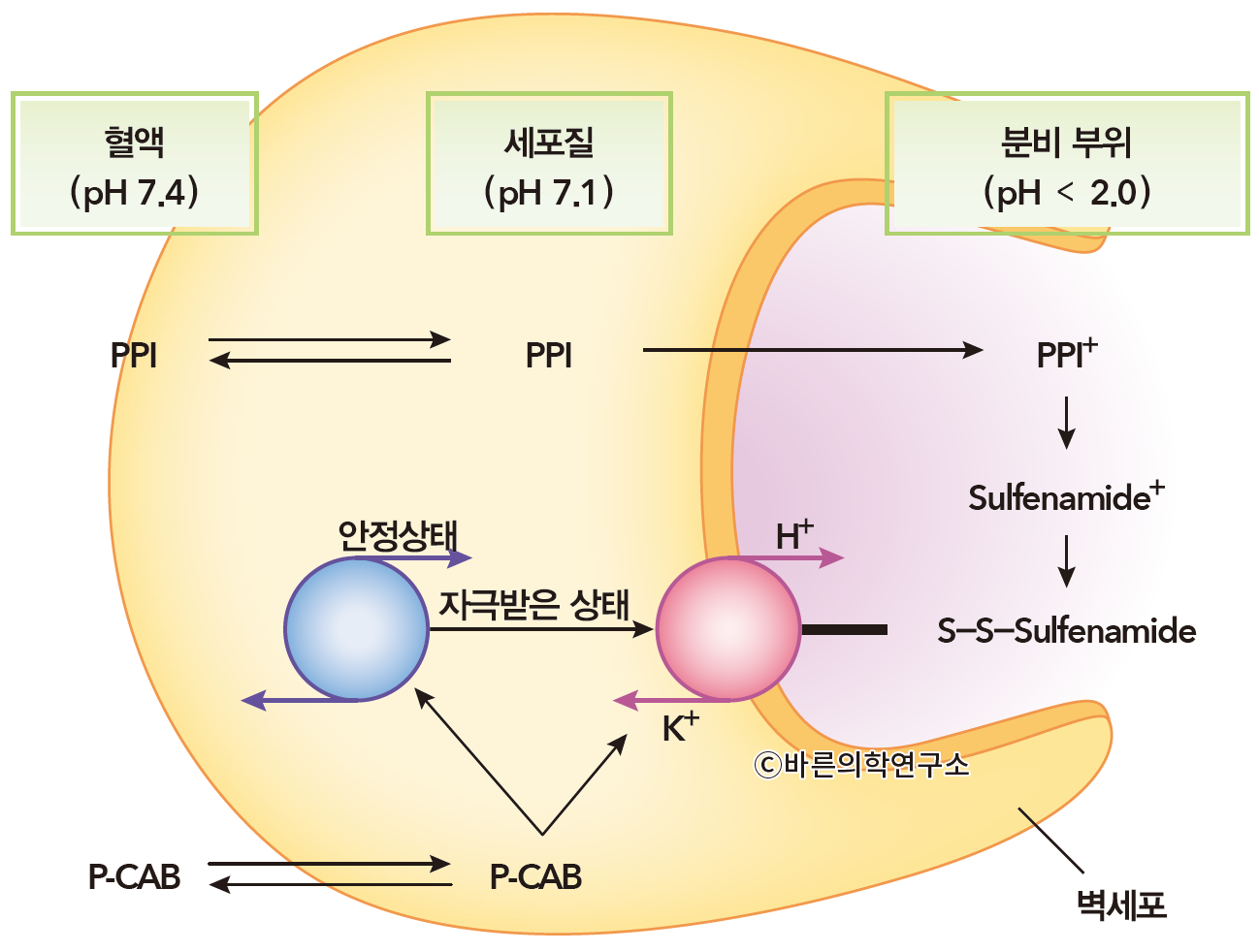 Potassium competitive acid blockers: Overview - Metamedic