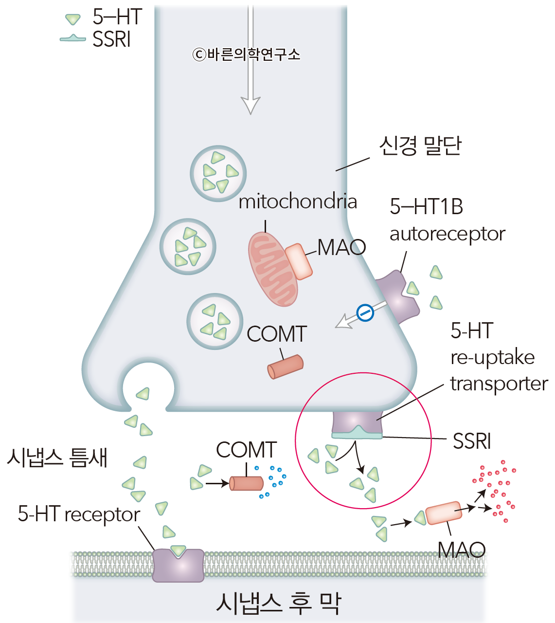 항우울제: 주요 항우울제: 선택적 세로토닌 재흡수 억제제(selective serotonin reuptake inhibitors ...