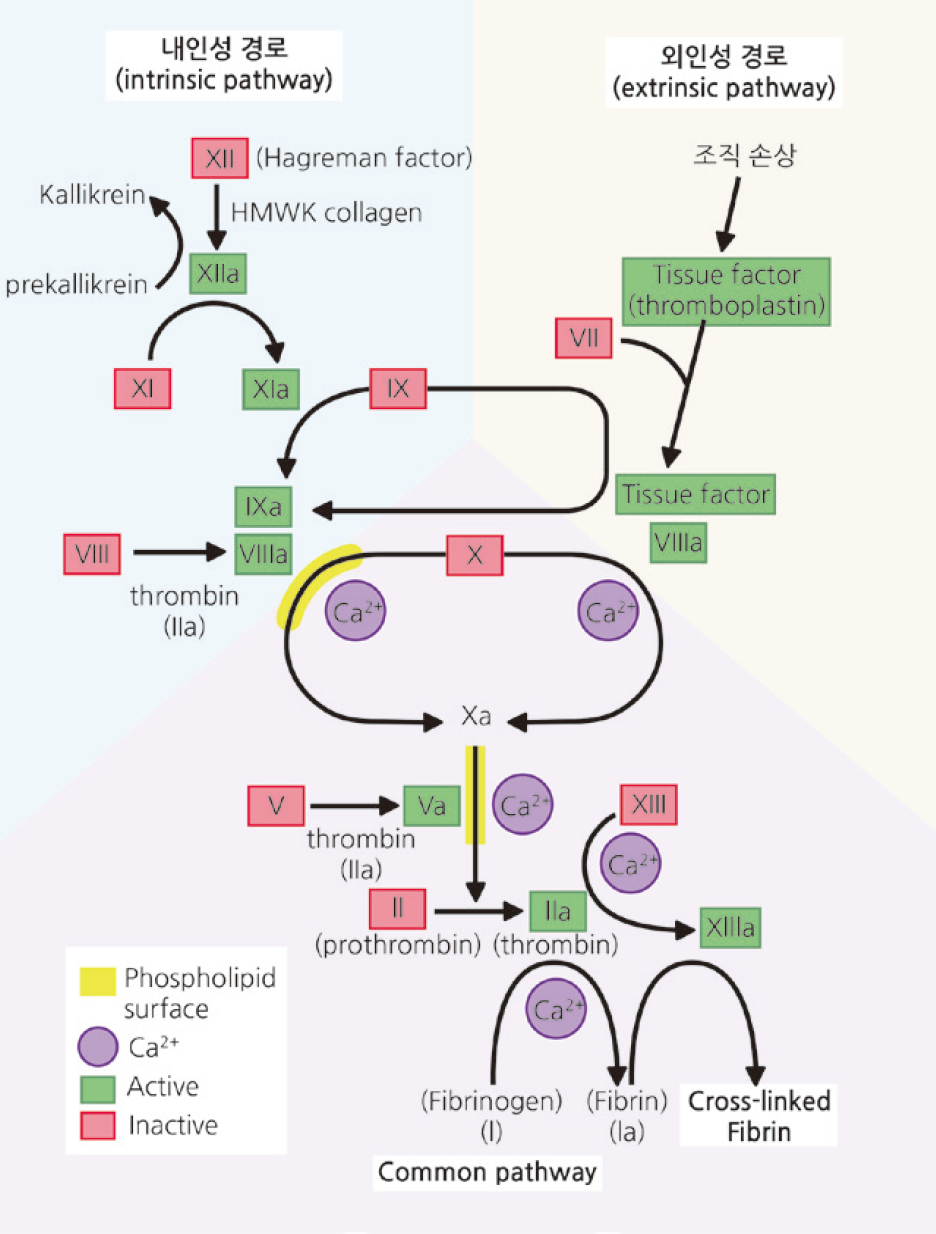 출혈경향(Bleeding tendency) - Metamedic