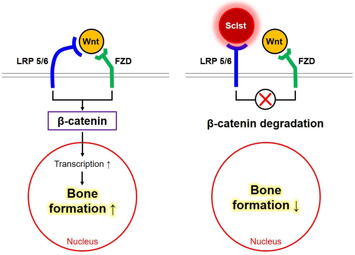 골다공증(Osteoporosis): 골형성촉진제 - Romosozumab - Metamedic