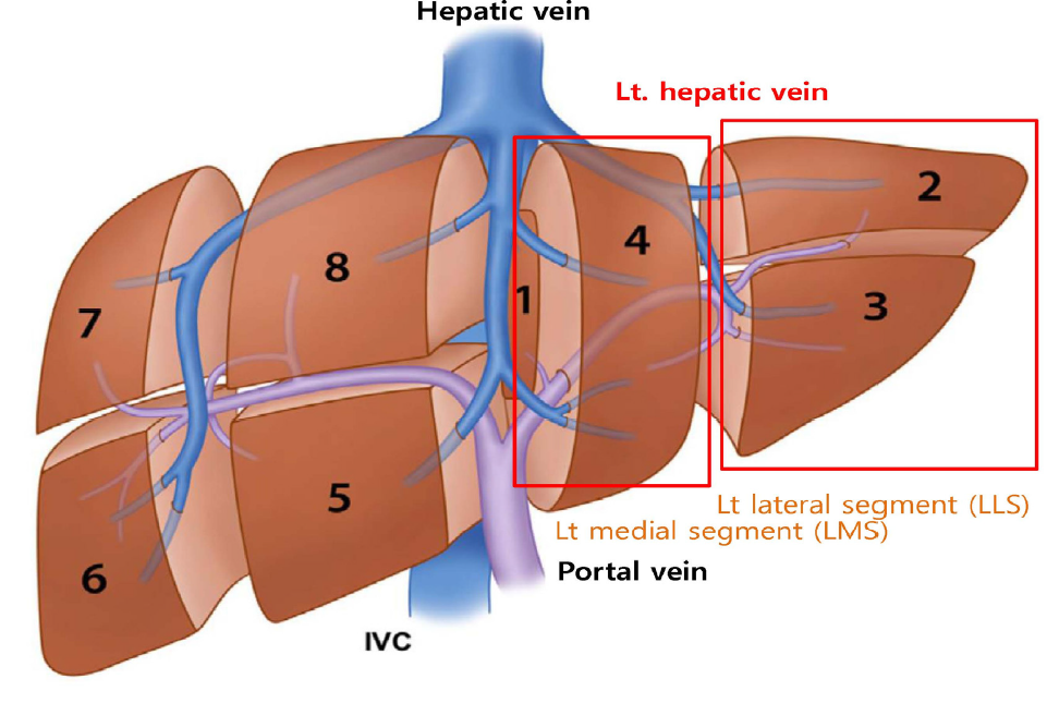 [초음파] 간(Liver): 해부학 - Metamedic